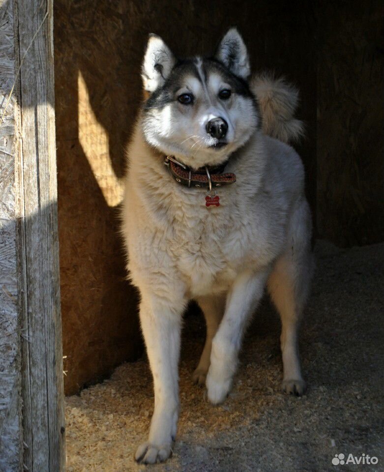 Кай хочет домой
