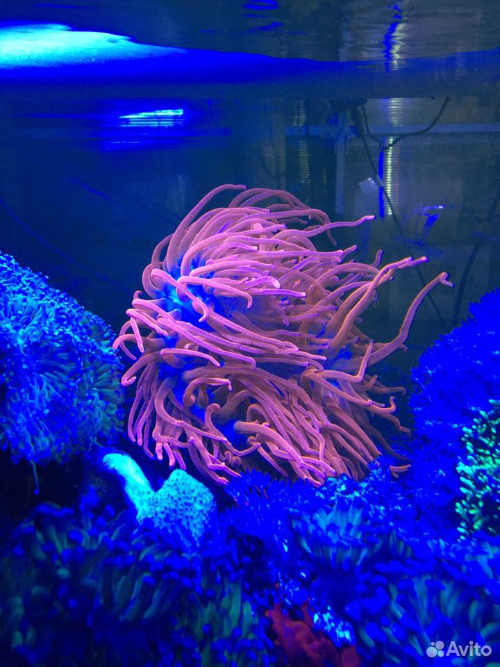 Пузырчатая актиния