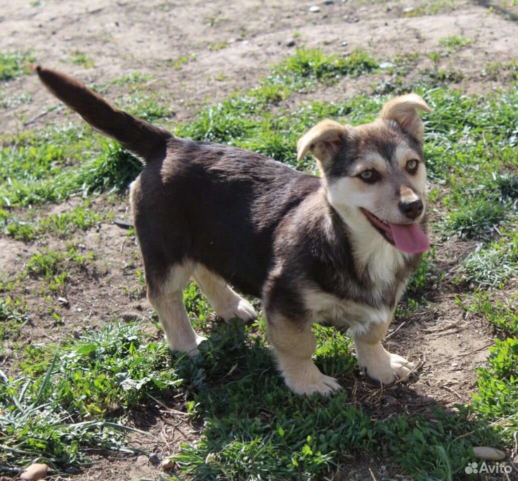 Кузьма в добрые руки