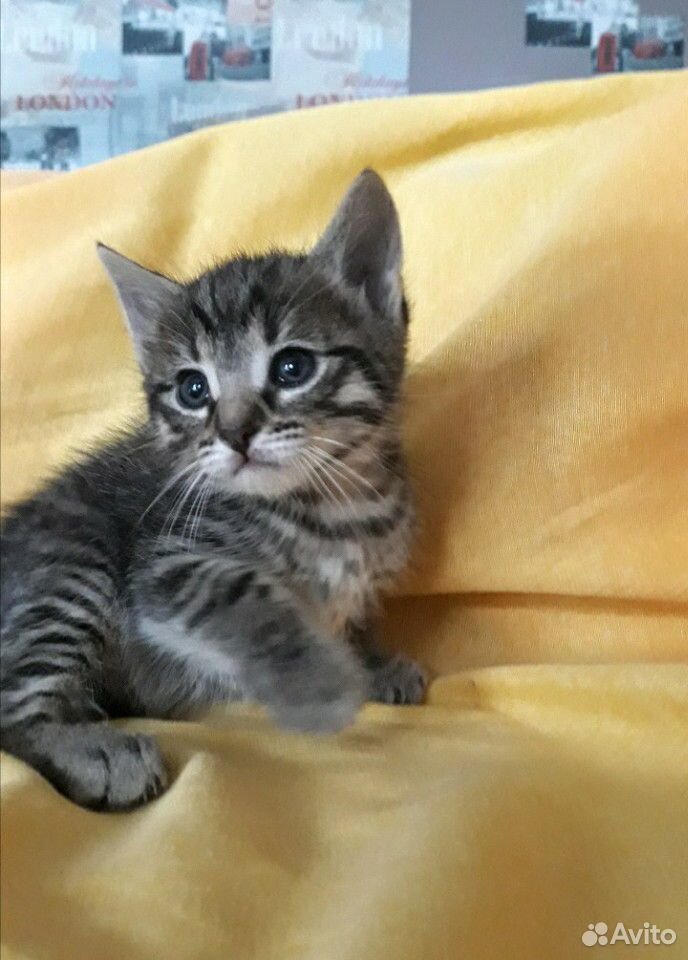 Нежный котенок мальчик 1 месяц