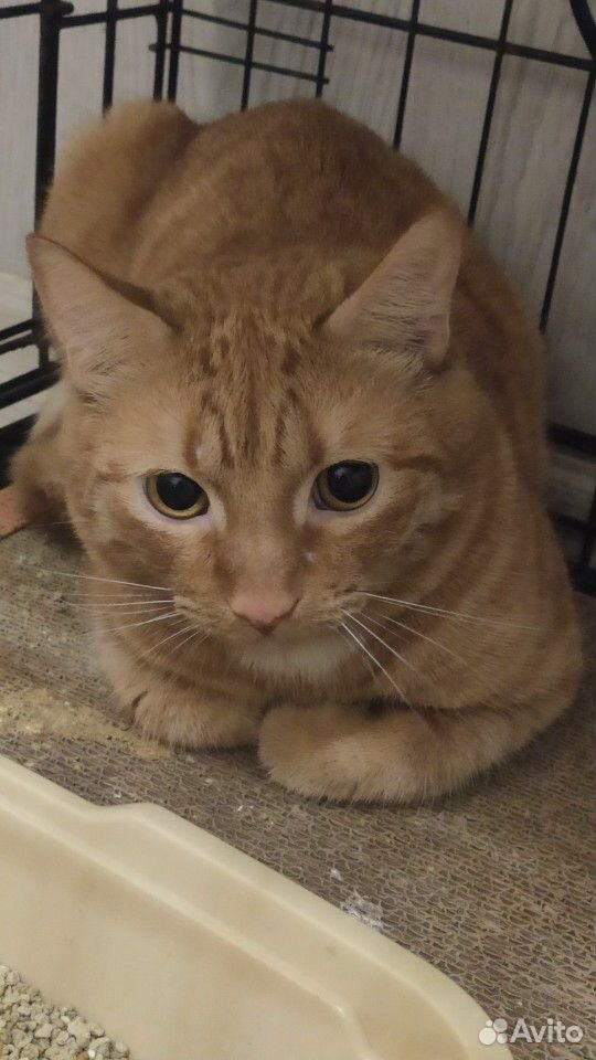 Васяка - котяка-бояка 2г