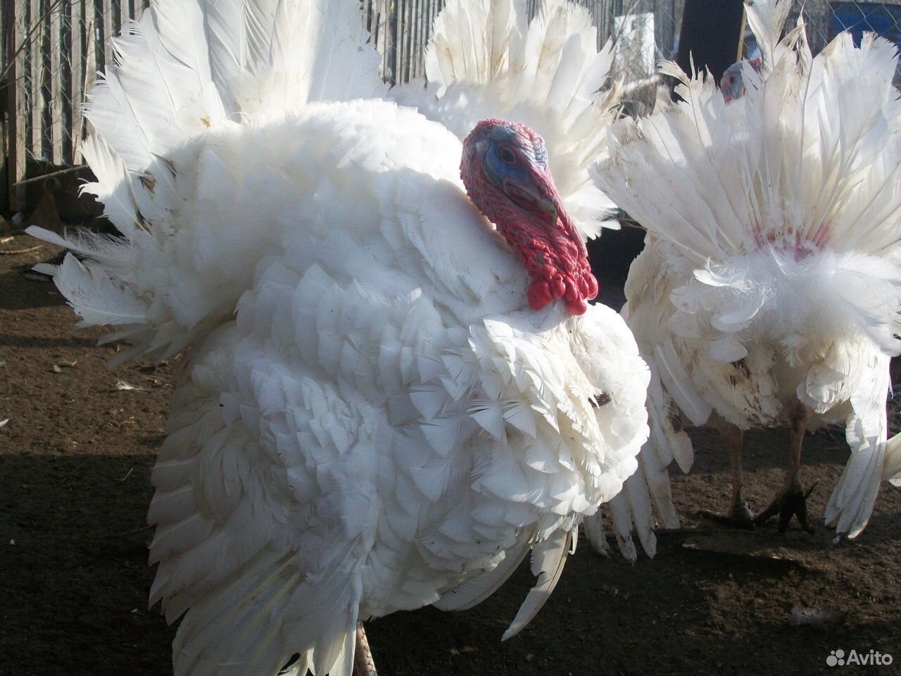 Индюки на племя