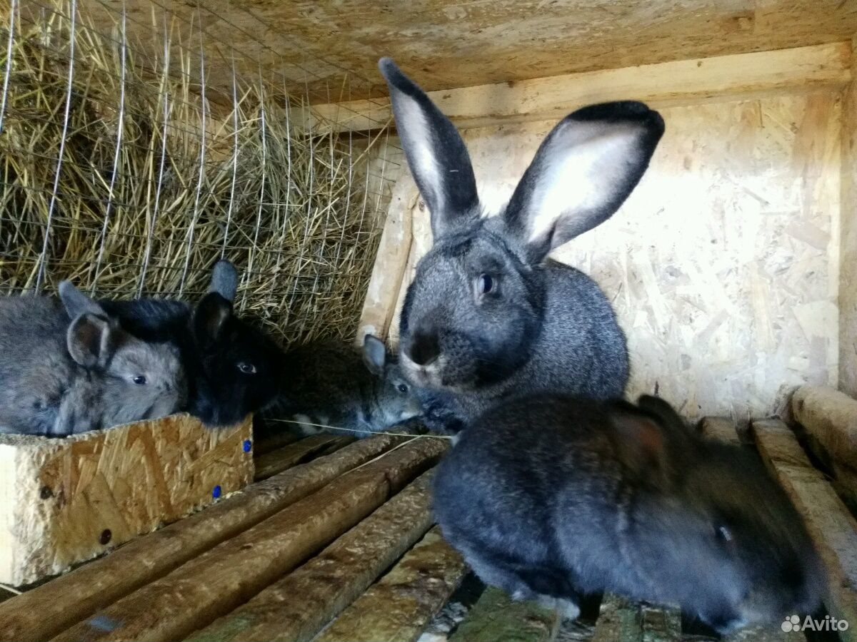Кролики серый великан