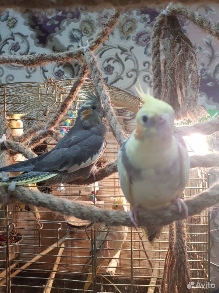 Ручные коррелки, 2 птенца. собственного разведения