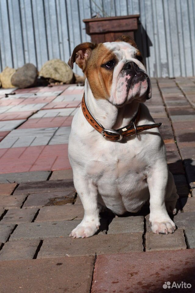 Английский бульдог