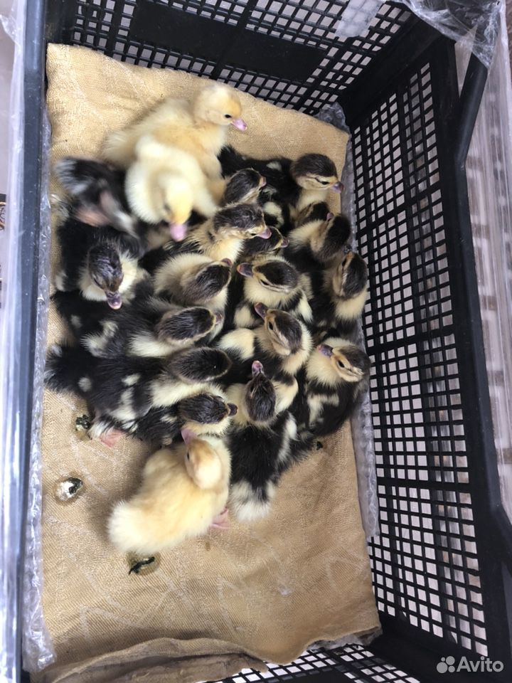 Продаются индоутята