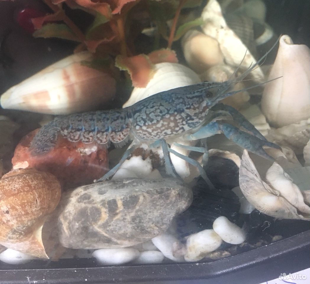 Мраморный рак аквариумный