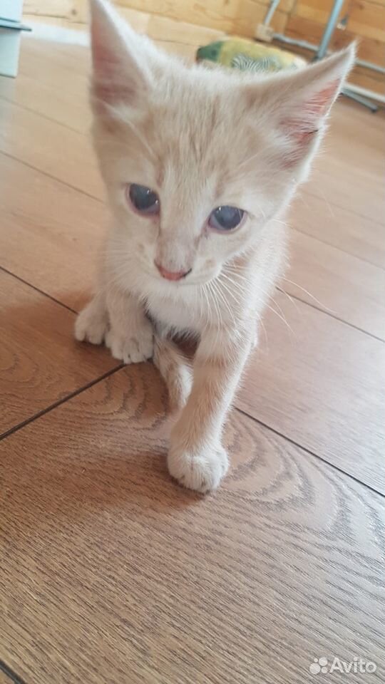 Котёнок слепой