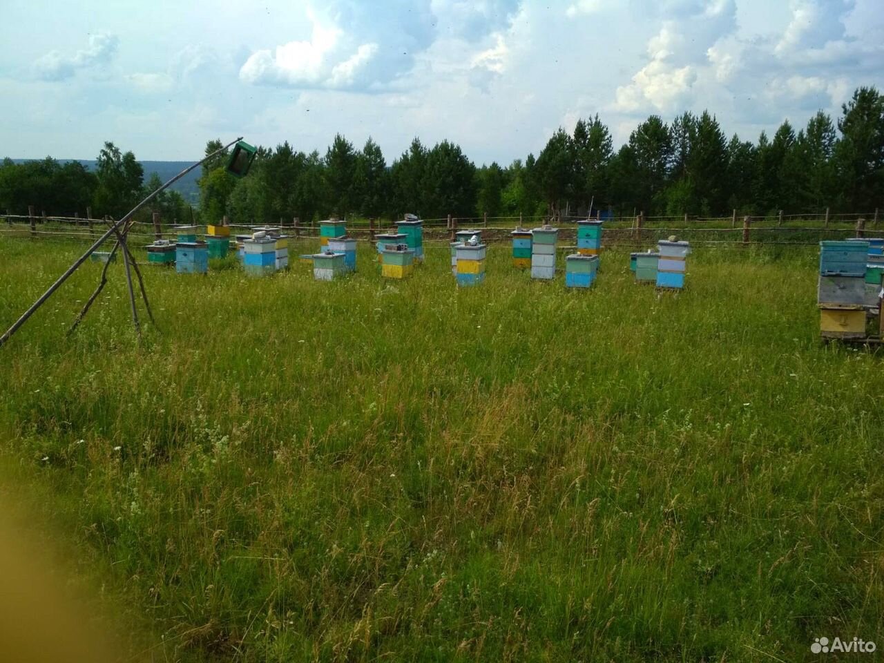 Продам пчелосемьи