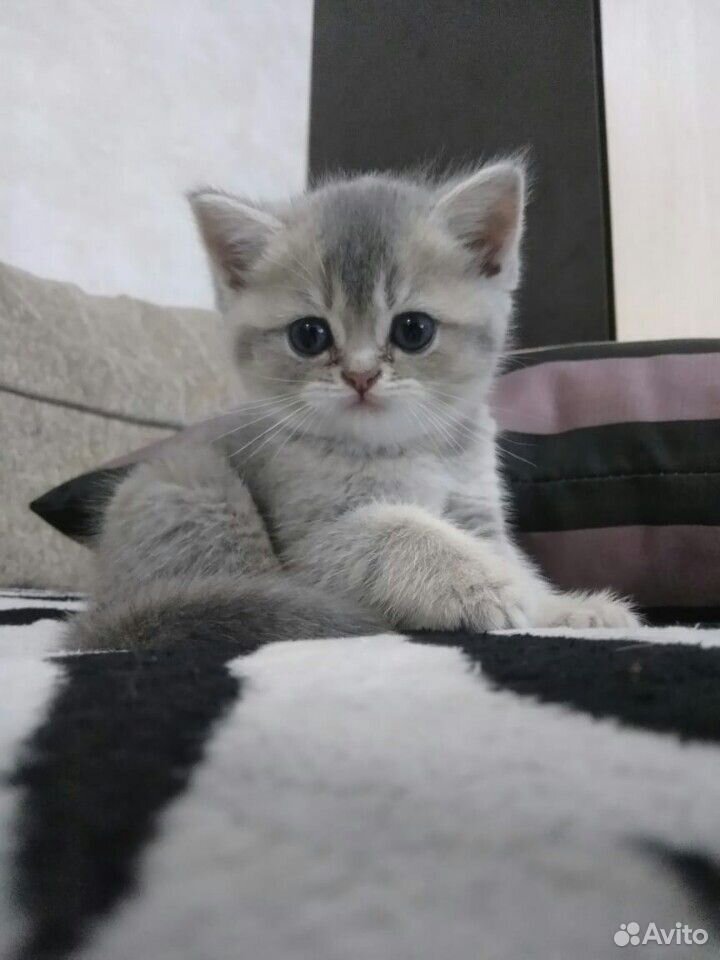 Шотландцы