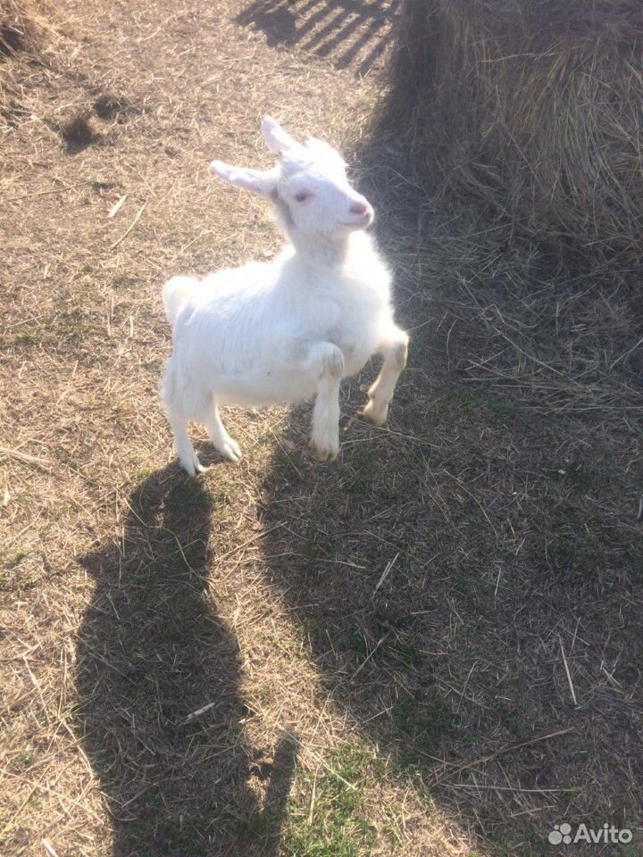 Козочки Чешской породы
