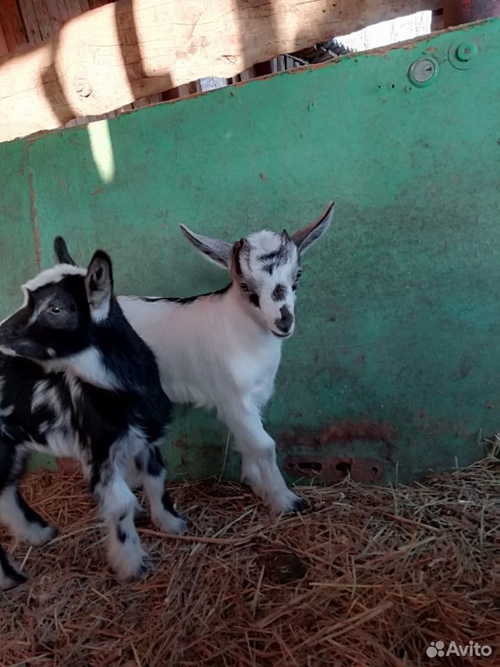 Козлята