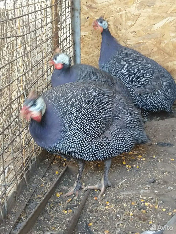 Семья цесарок