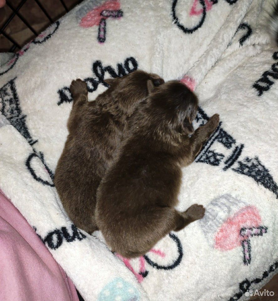 Бронь мини шоколадных малышей померанского шпица м