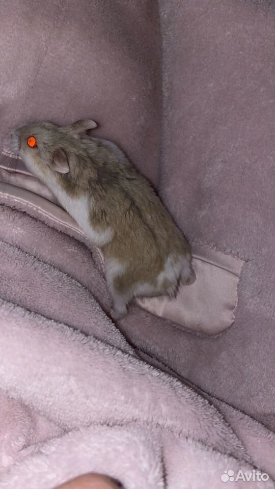 Хомячки Кэмпбелла