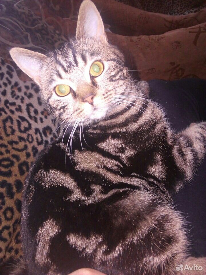 Потерялся любимец