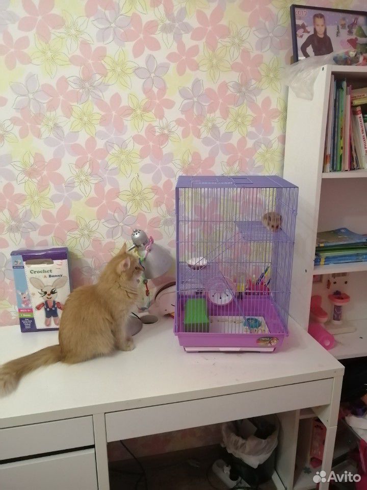 Хомяк с клеткой