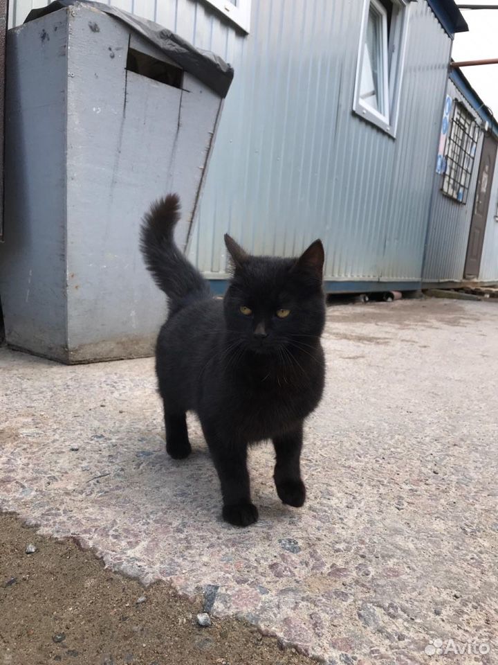 Котёнок. Примерно пол года. Живет на стройке. Чело