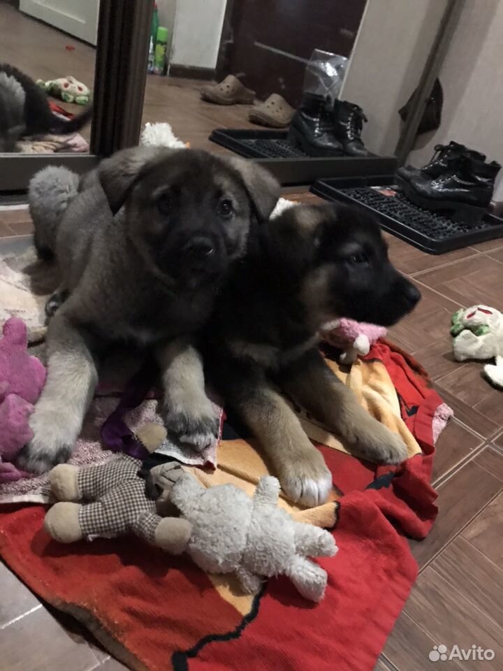 Щенки для охраны