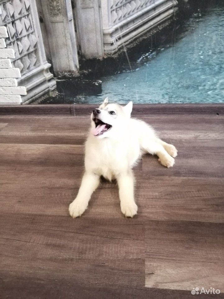 Щенки хаски