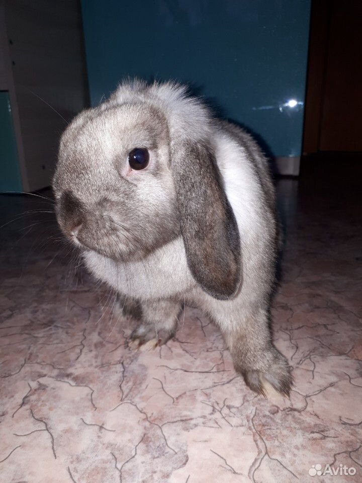 Кролик minilop