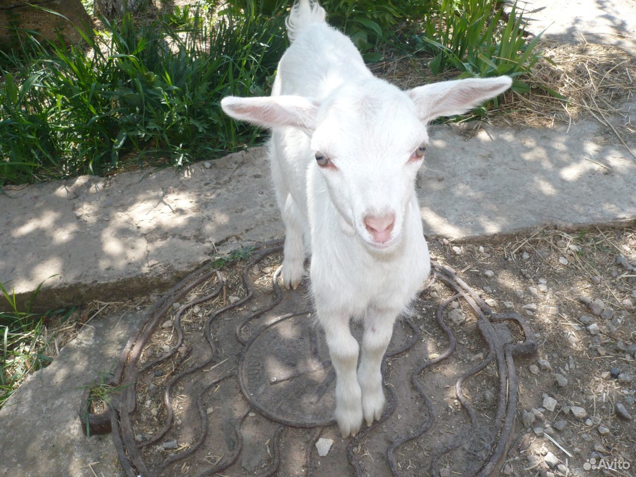 Козлята зааненские и ламанча
