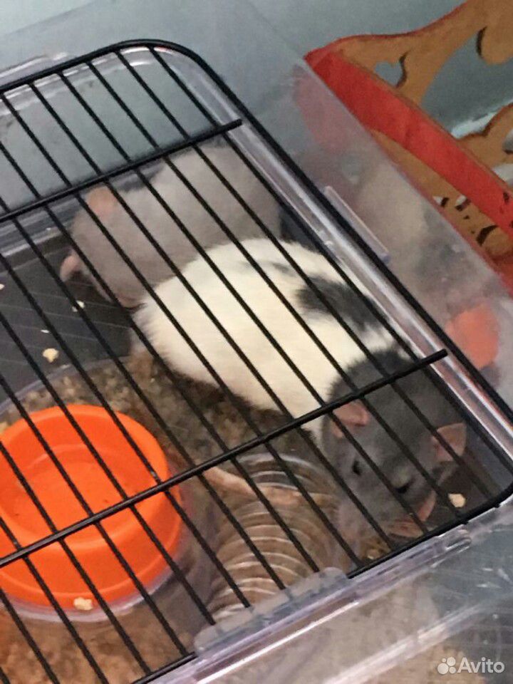 Крыса Дамбо