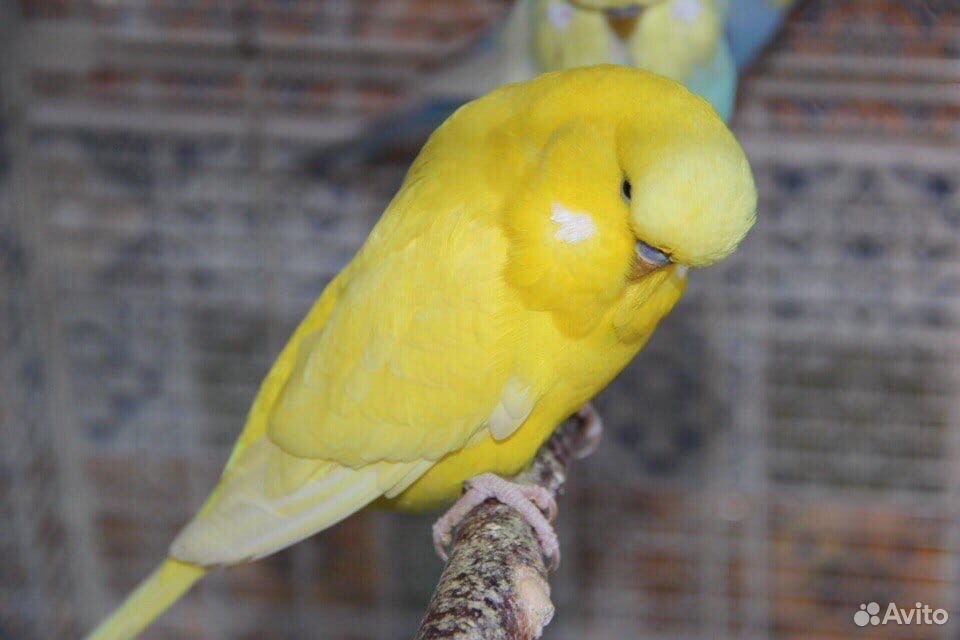 Выставочный волнистый попугай, ввп, чех, самец