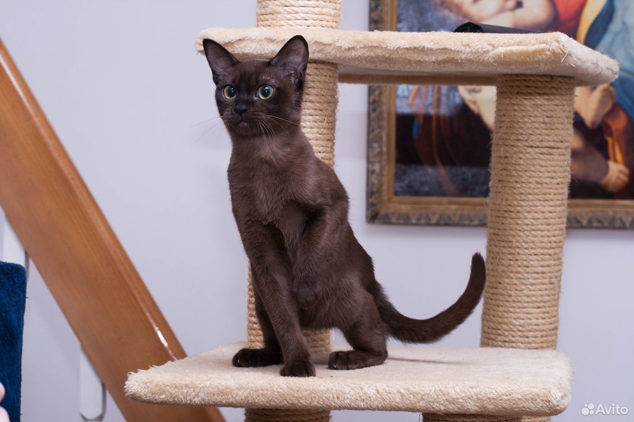 Лада и Йосик 2 месяца помет Ф