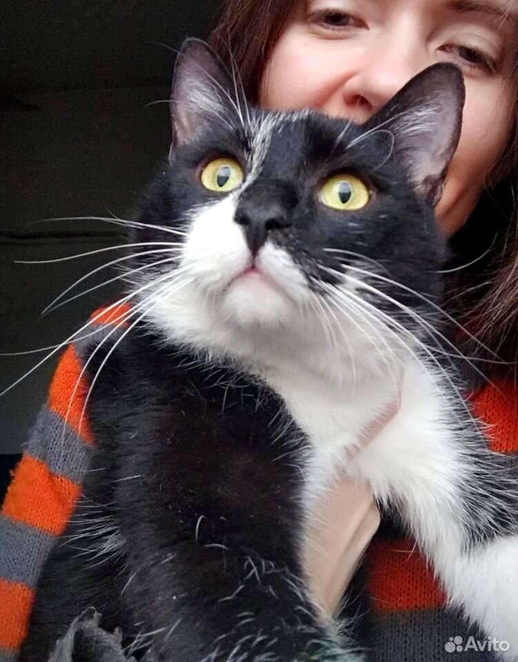 Добряк Пианист Кеша, ласковый, кастрир. Гигант