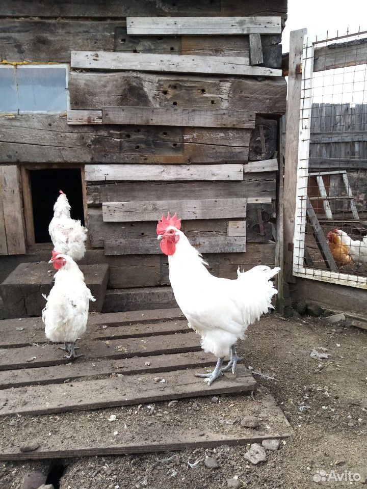 Куры породные