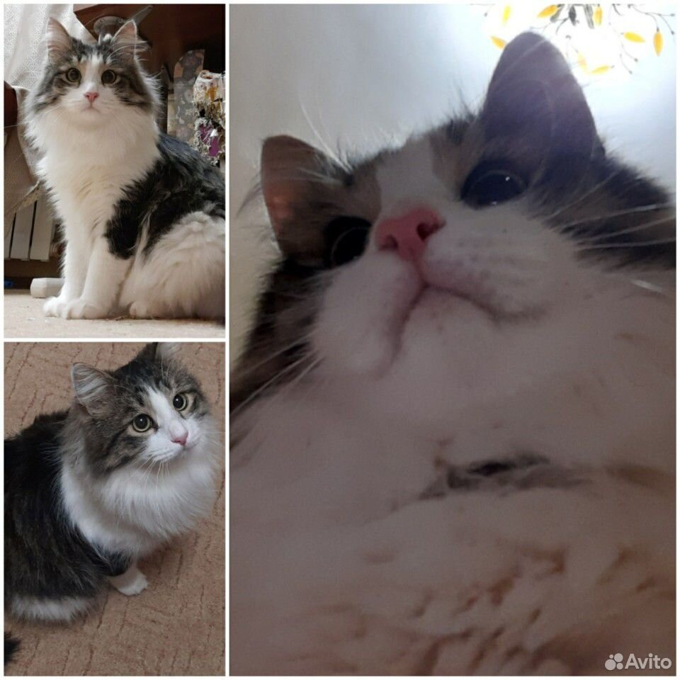 Кошка
