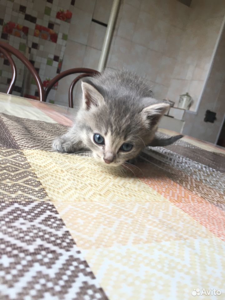 Продаю котят сибирской голубой