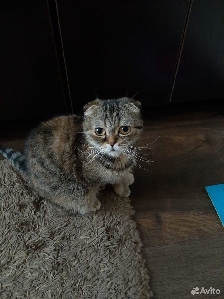 Шотландская вислоухая