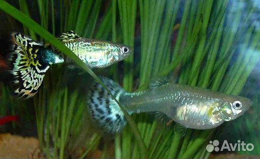 Гуппи бесплатно