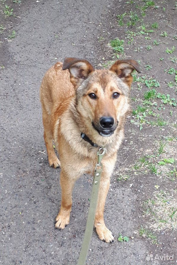 Фокс ищет хозяина и дом