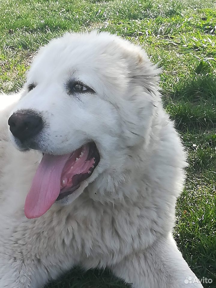 Алабай (щенок сао)