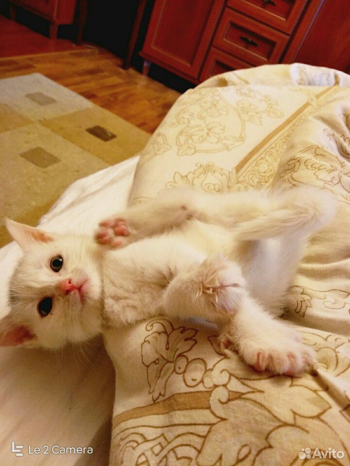 Котенок