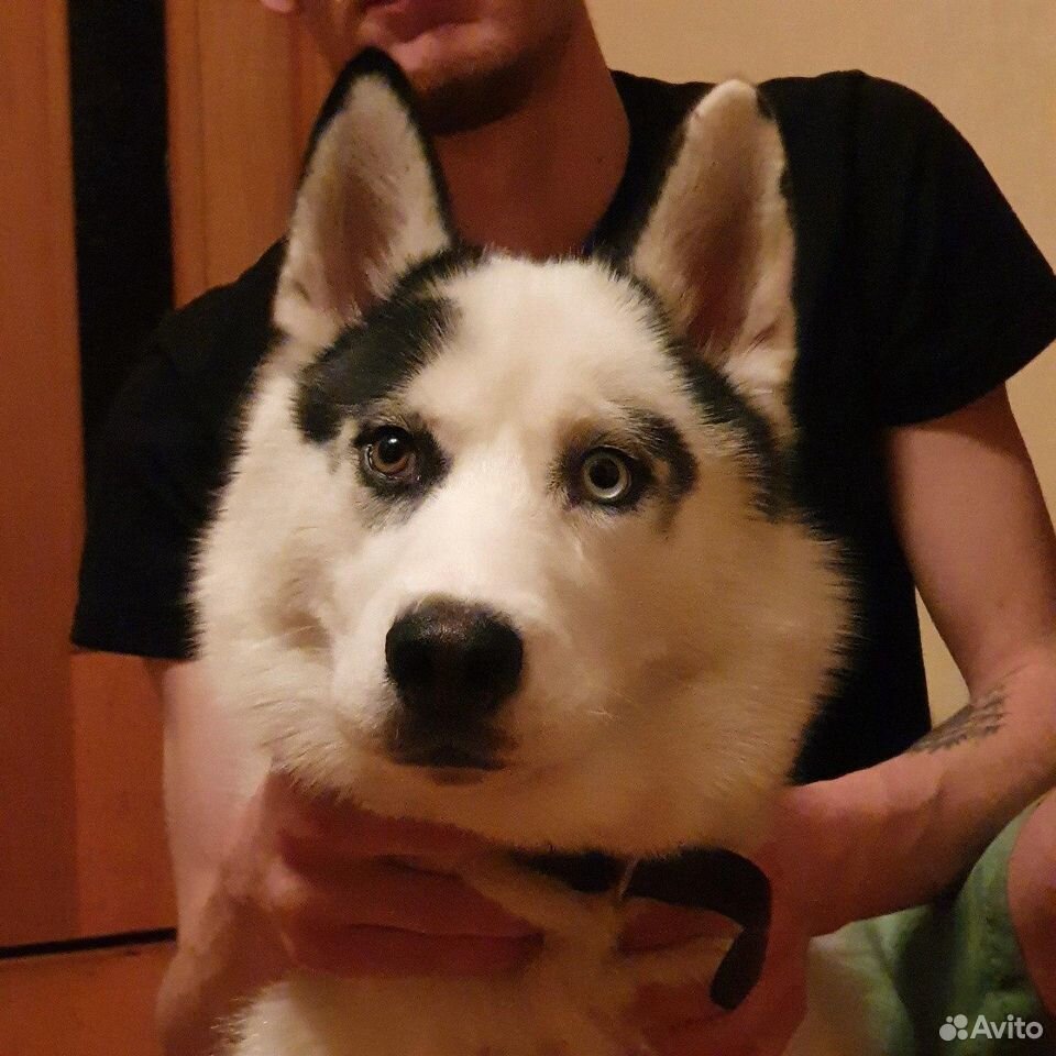 Хаски Арлекин, мальчик, 1 год