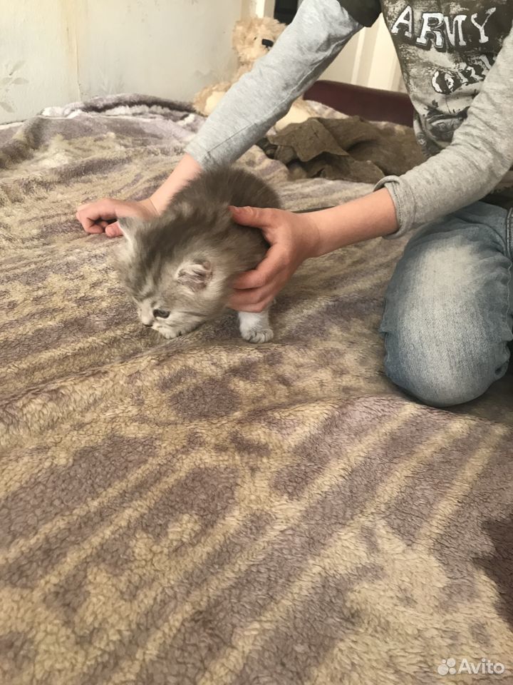 Британский котёнок
