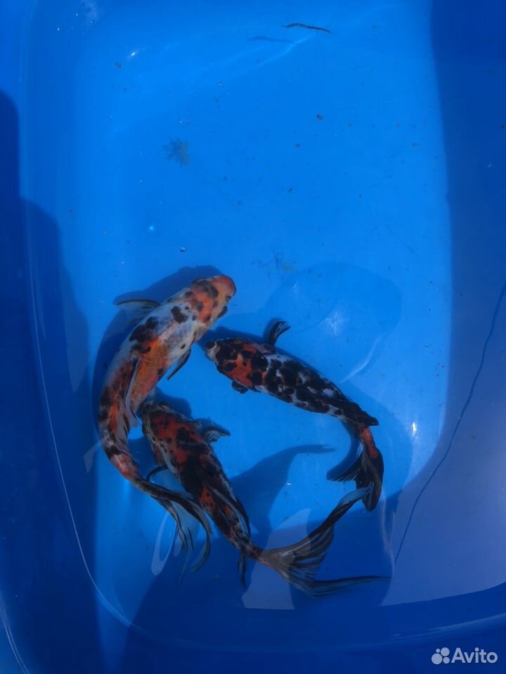 Прудовые Рыбки