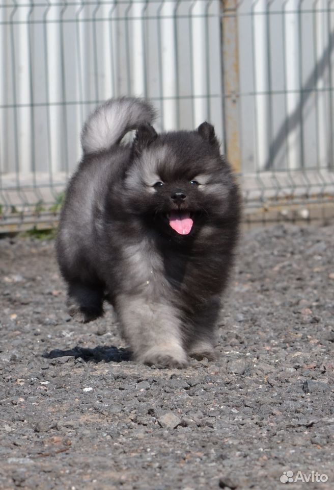 Щенки кеесхонда (вольфшпица)