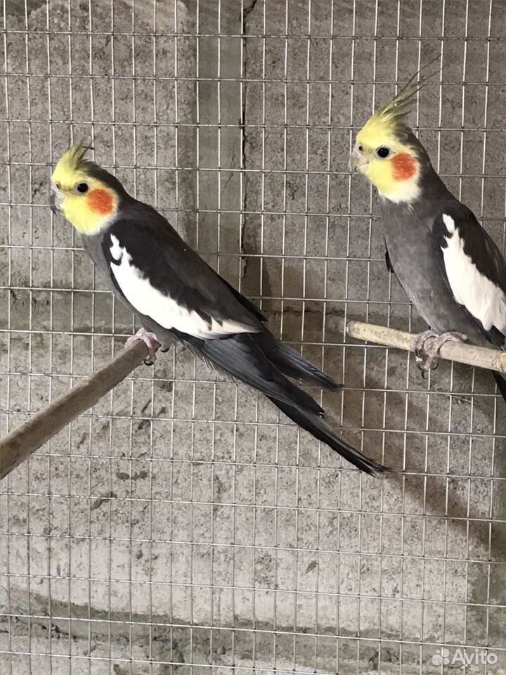 Попугай корелла обмен