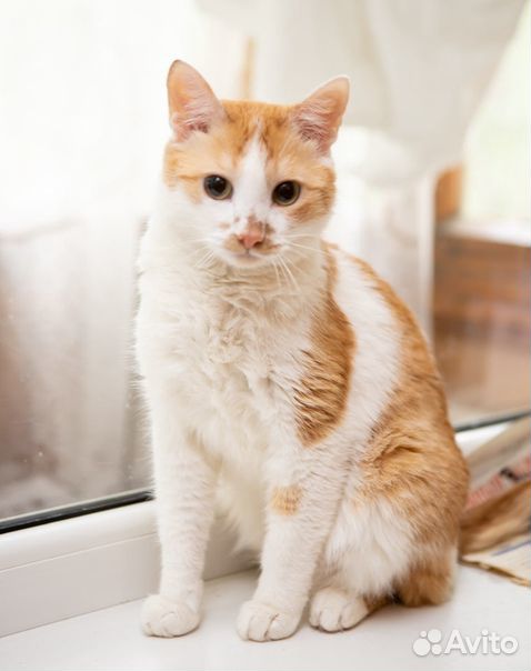 Котик Барсик