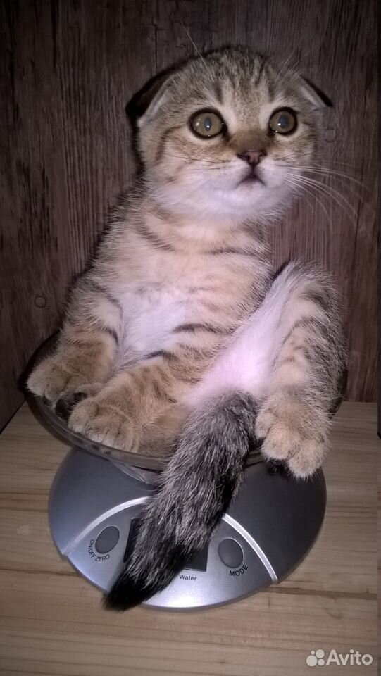 Мини-тигренок) Девочка