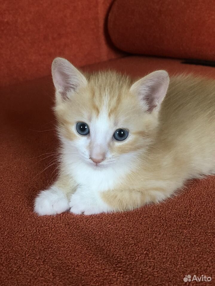 Котенок - мальчик, возраст: 1 месяц и неделя