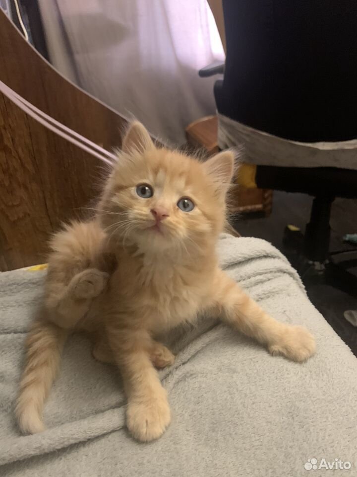 Котёнок