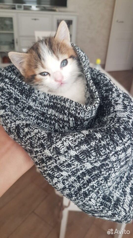 Котенок в добрые руки