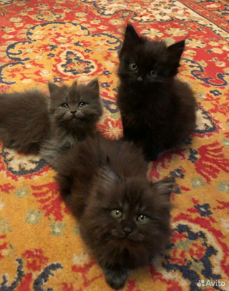 Полубританские котята