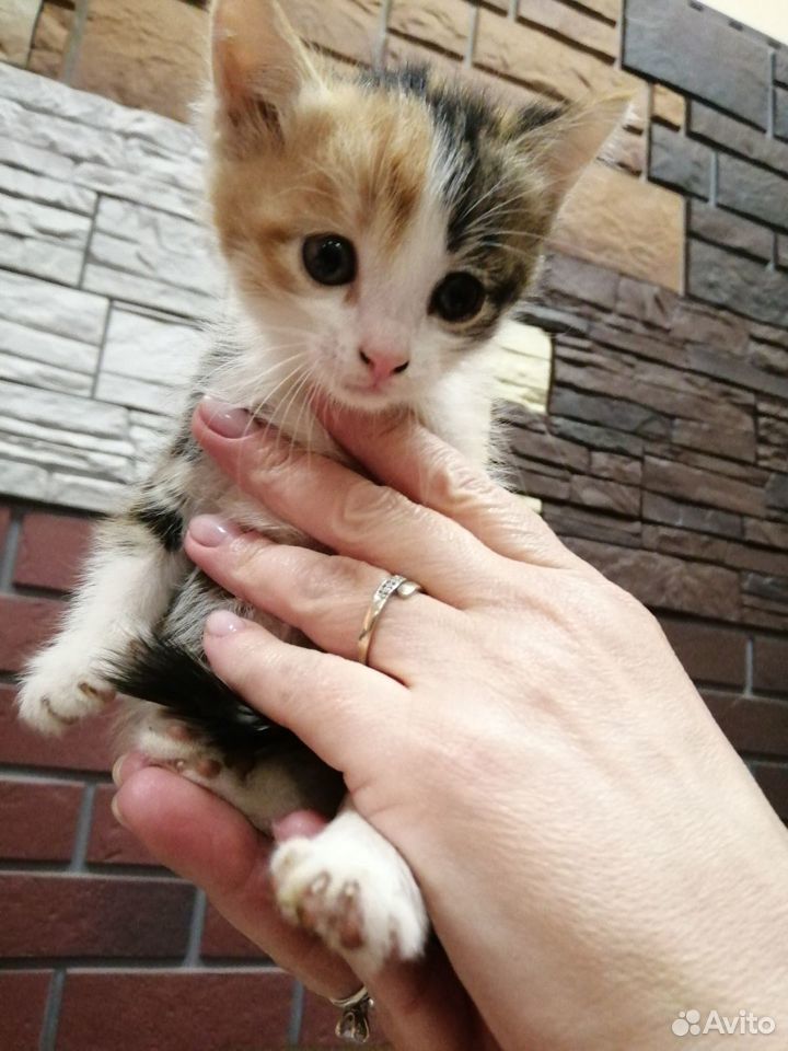 Отдам котят в хорошие руки